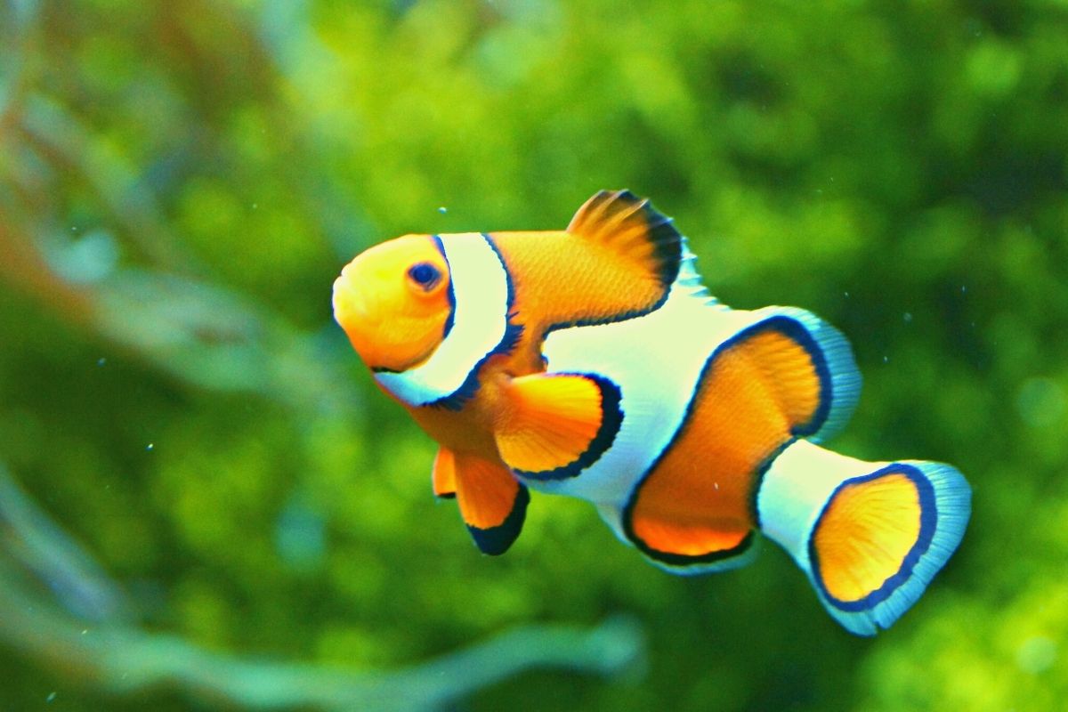 Do Fish Poop Spoiler Yep They Do It Discreetly EnviroMom Do Fish Poop Spoiler Yep They Do It Discreetly EnviroMom